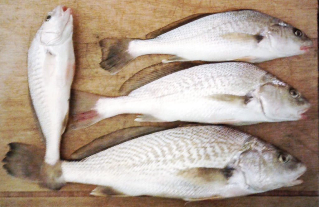 [Pesca] Corvina, Mingo, Roncadera. ¿Qué son y cómo se diferencian? – El ...